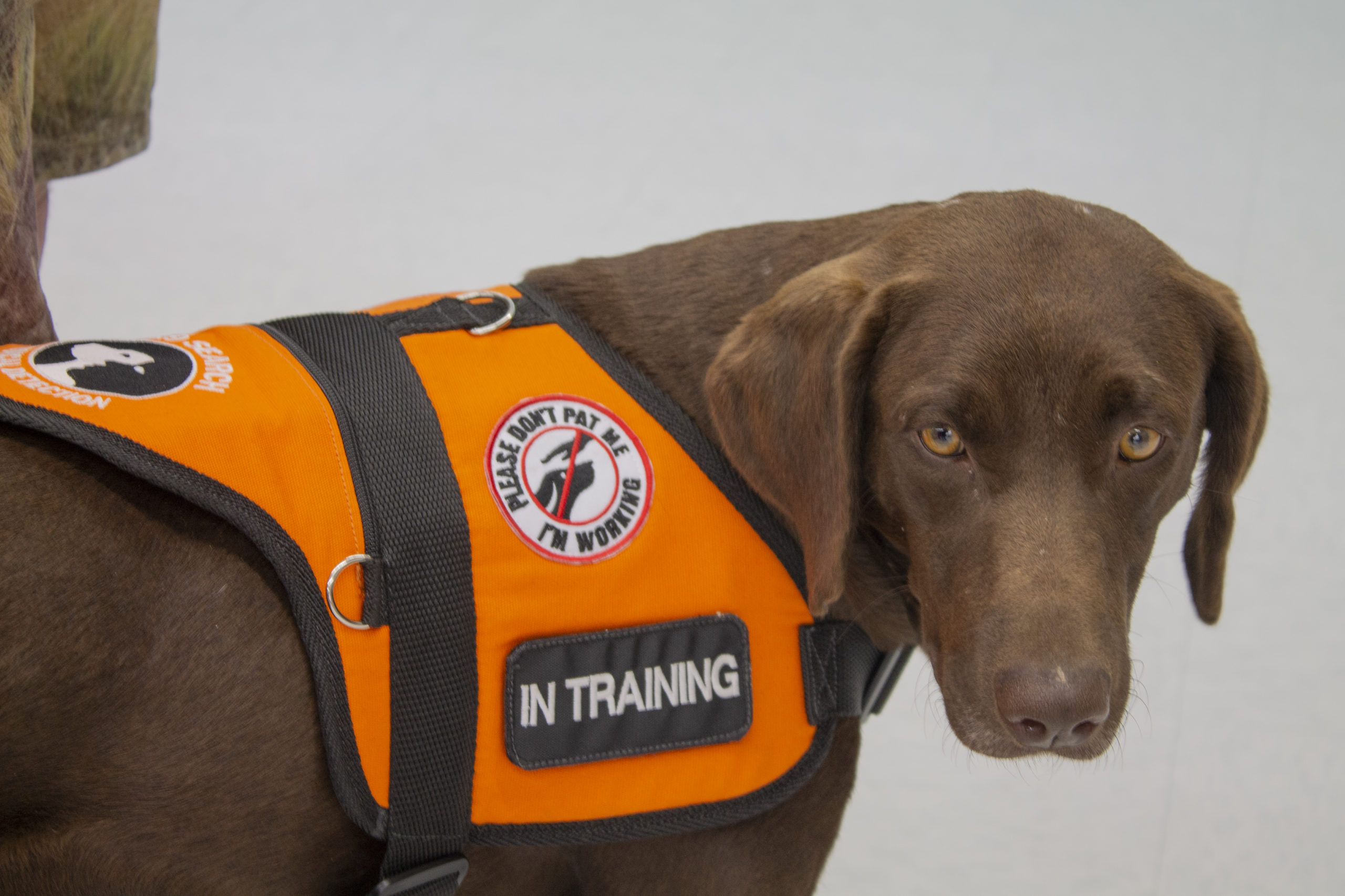 Assistance Dog K9 SEARCH Medical Detection