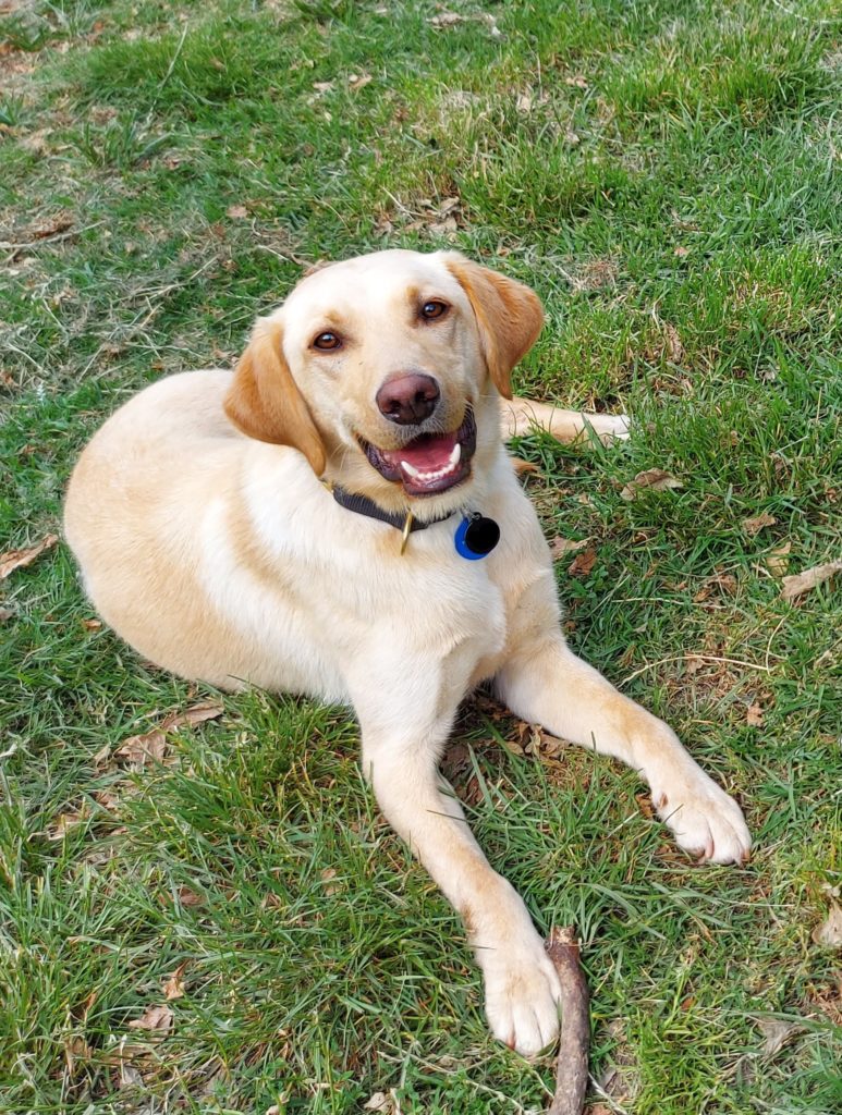 Available Dogs - K9 SEARCH Medical Detection